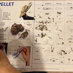 Owl Pellet Dissection Kit - Etsy