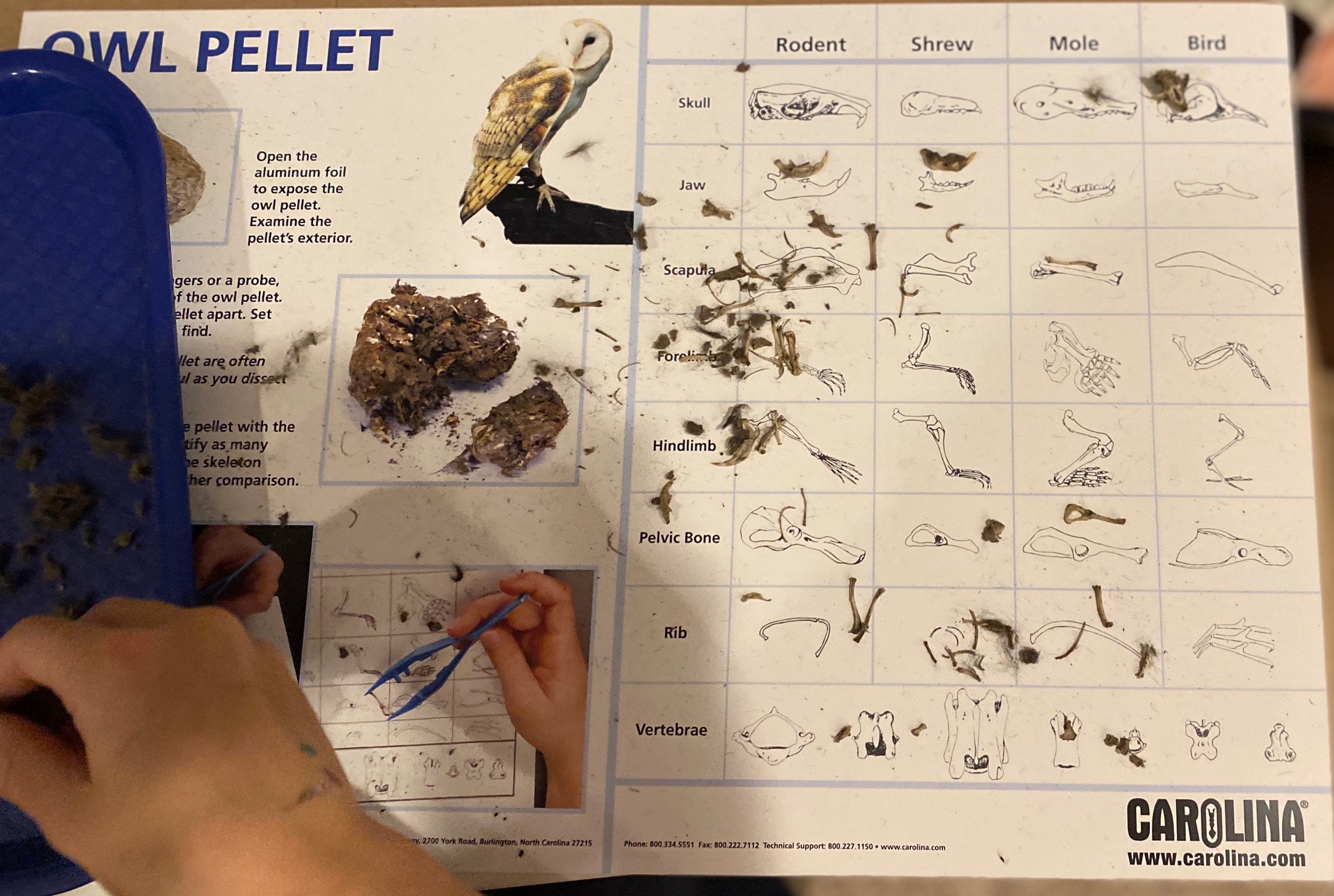 Owl Pellet Dissection Kit - Etsy