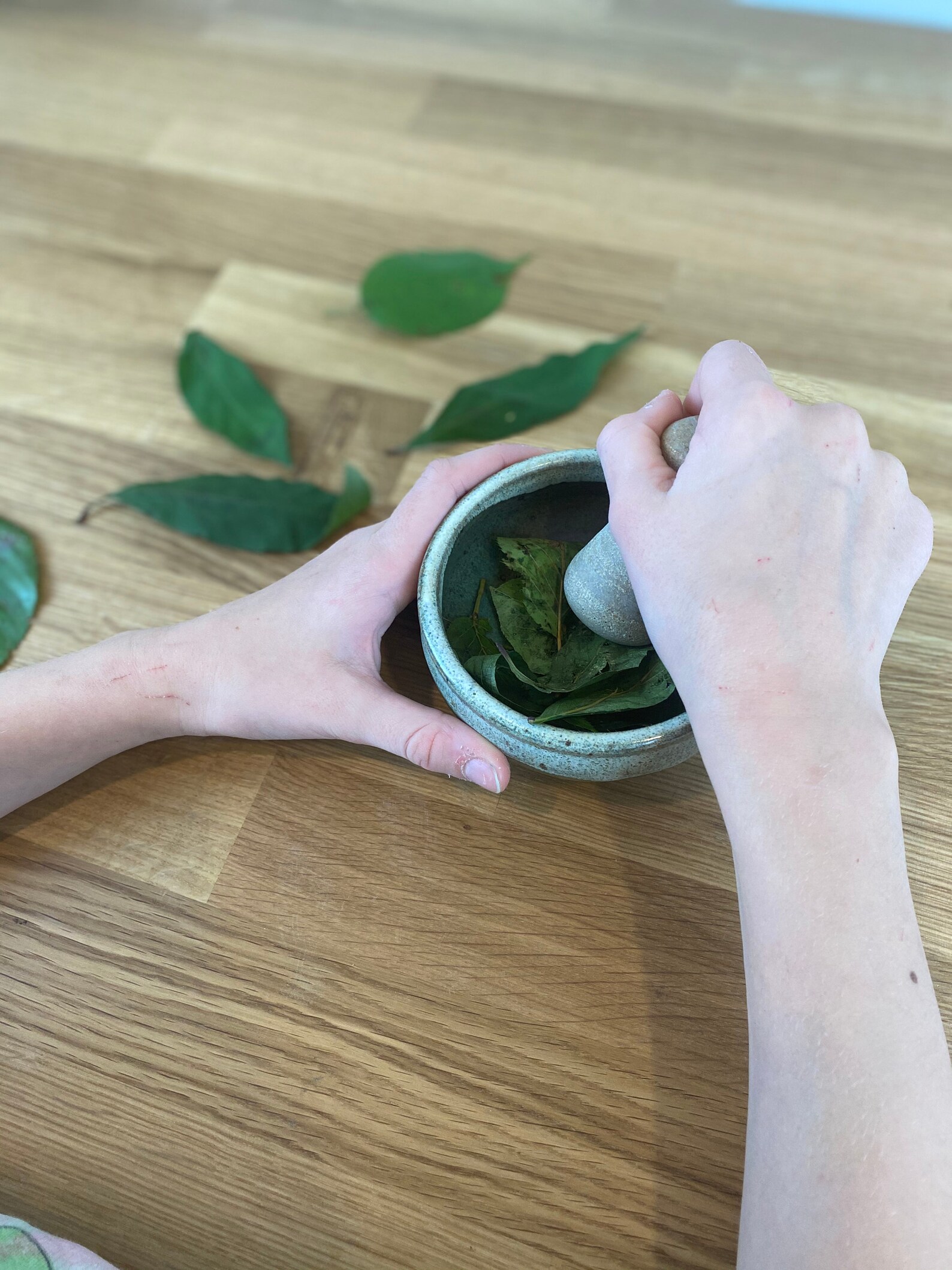 Tree and Leaves Botany Kit | Etsy