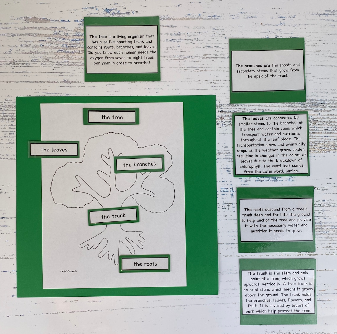 Tree and Leaves Botany Kit | Etsy