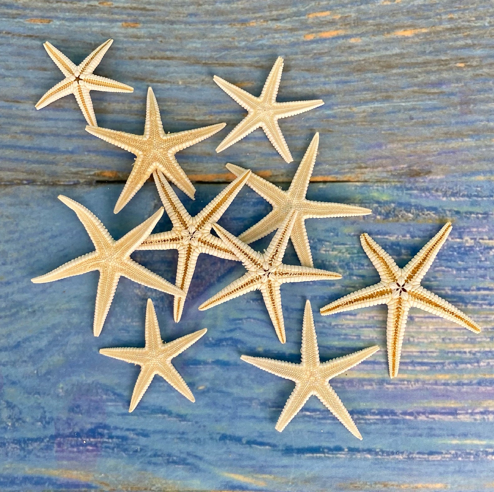 Starfish Kit - Etsy
