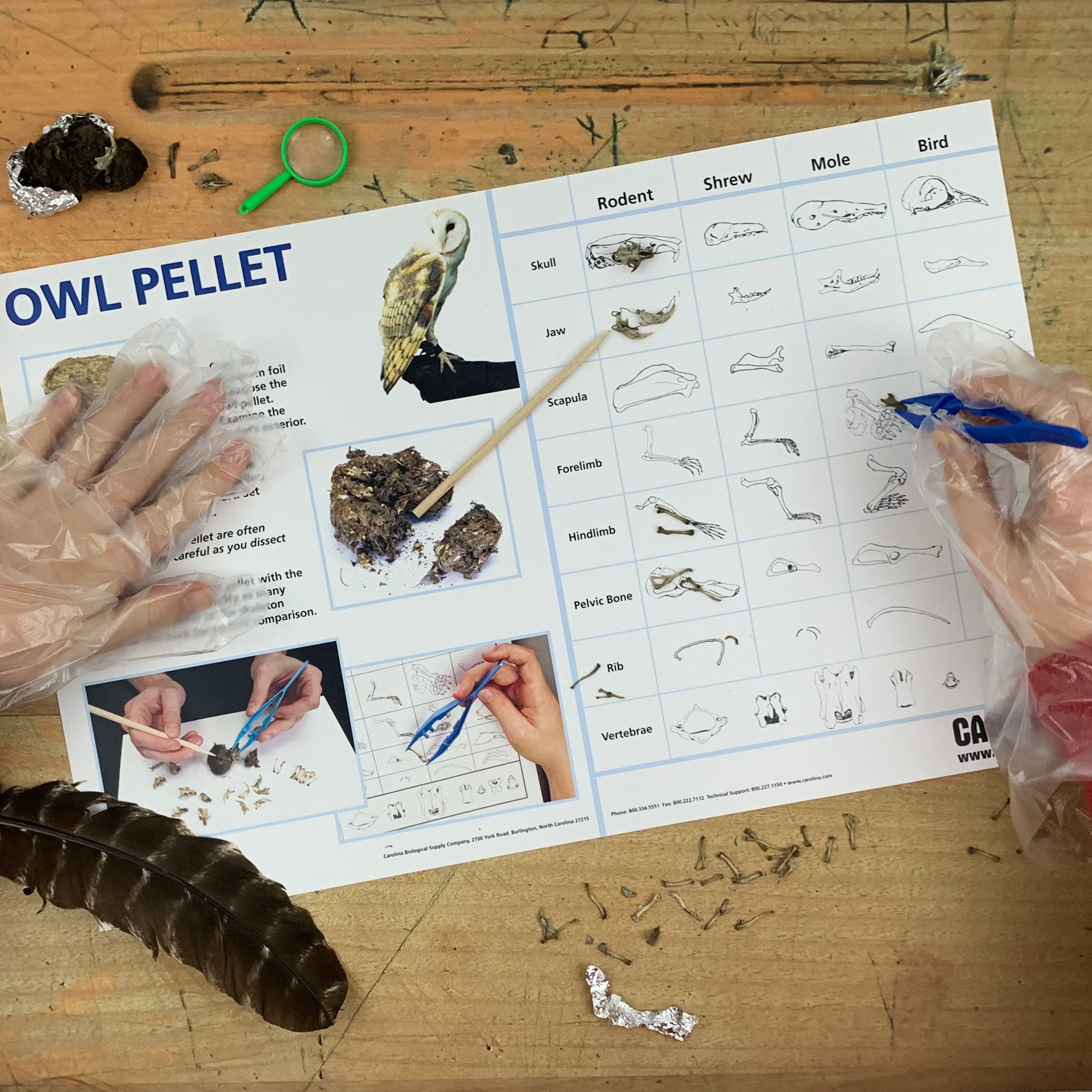 Owl Pellet Dissection Kit - Etsy