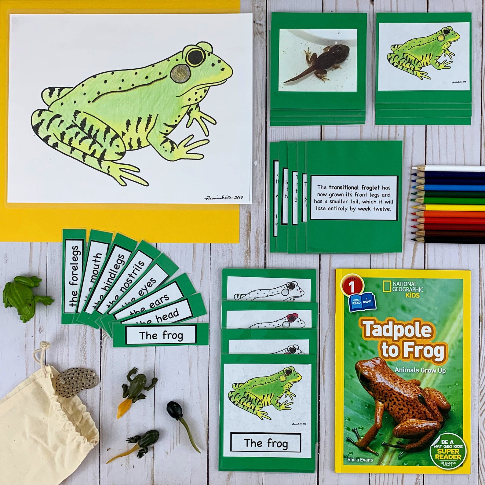 Frogs and Amphibians Kit | Etsy