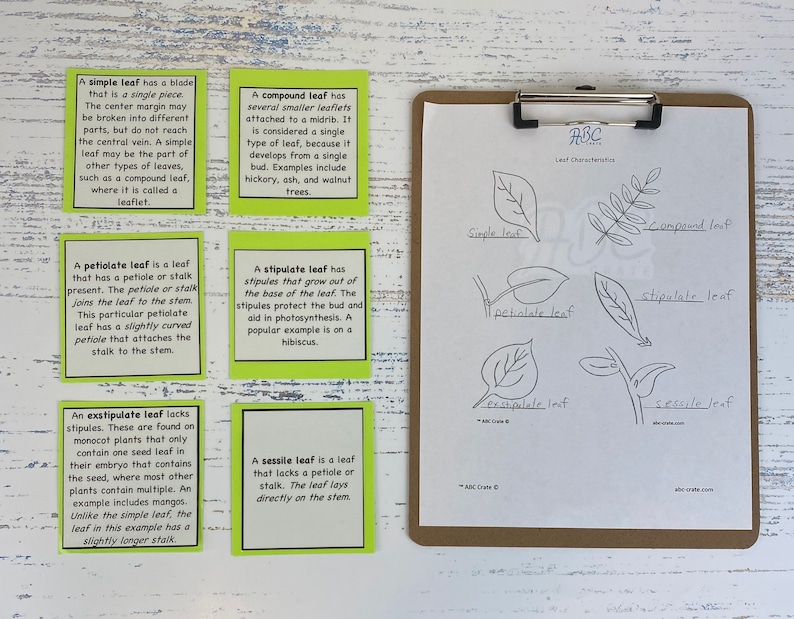 Tree and Leaves Botany Kit - Etsy