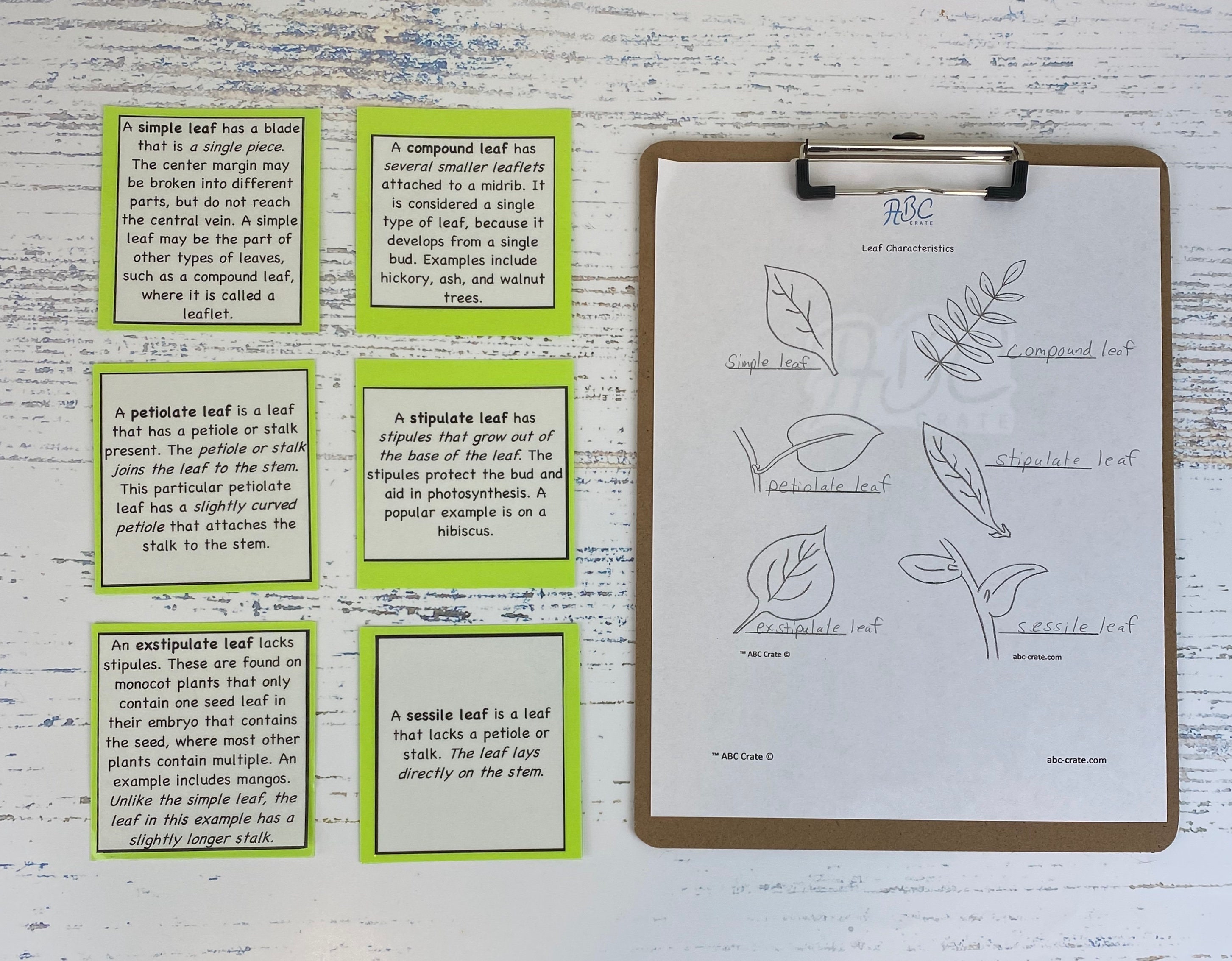 Tree and Leaves Botany Kit - Etsy