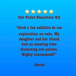 Owl Pellet Dissection Kit - Etsy