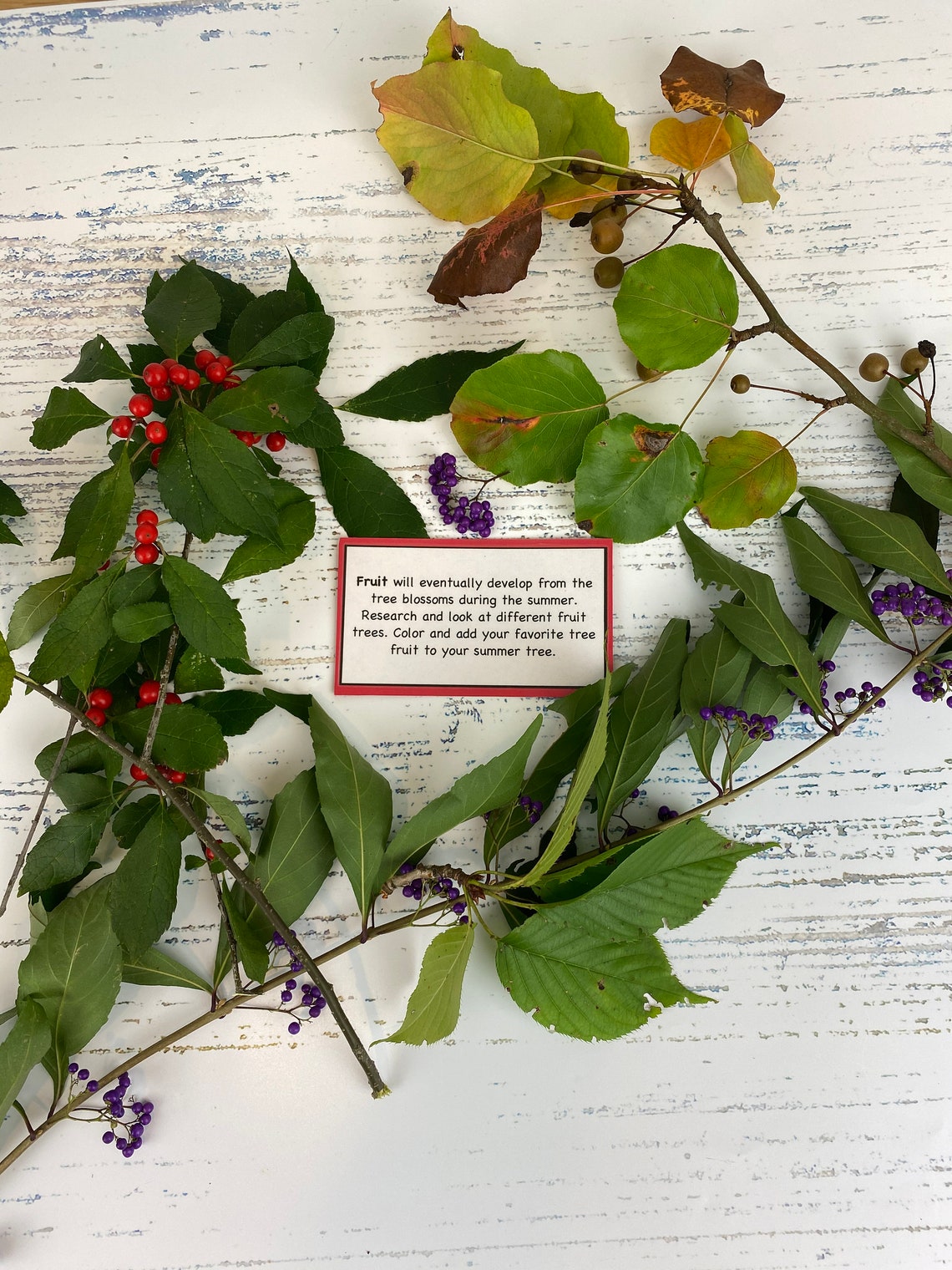 Tree and Leaves Botany Kit | Etsy