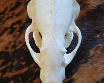 Badger Skull | Etsy