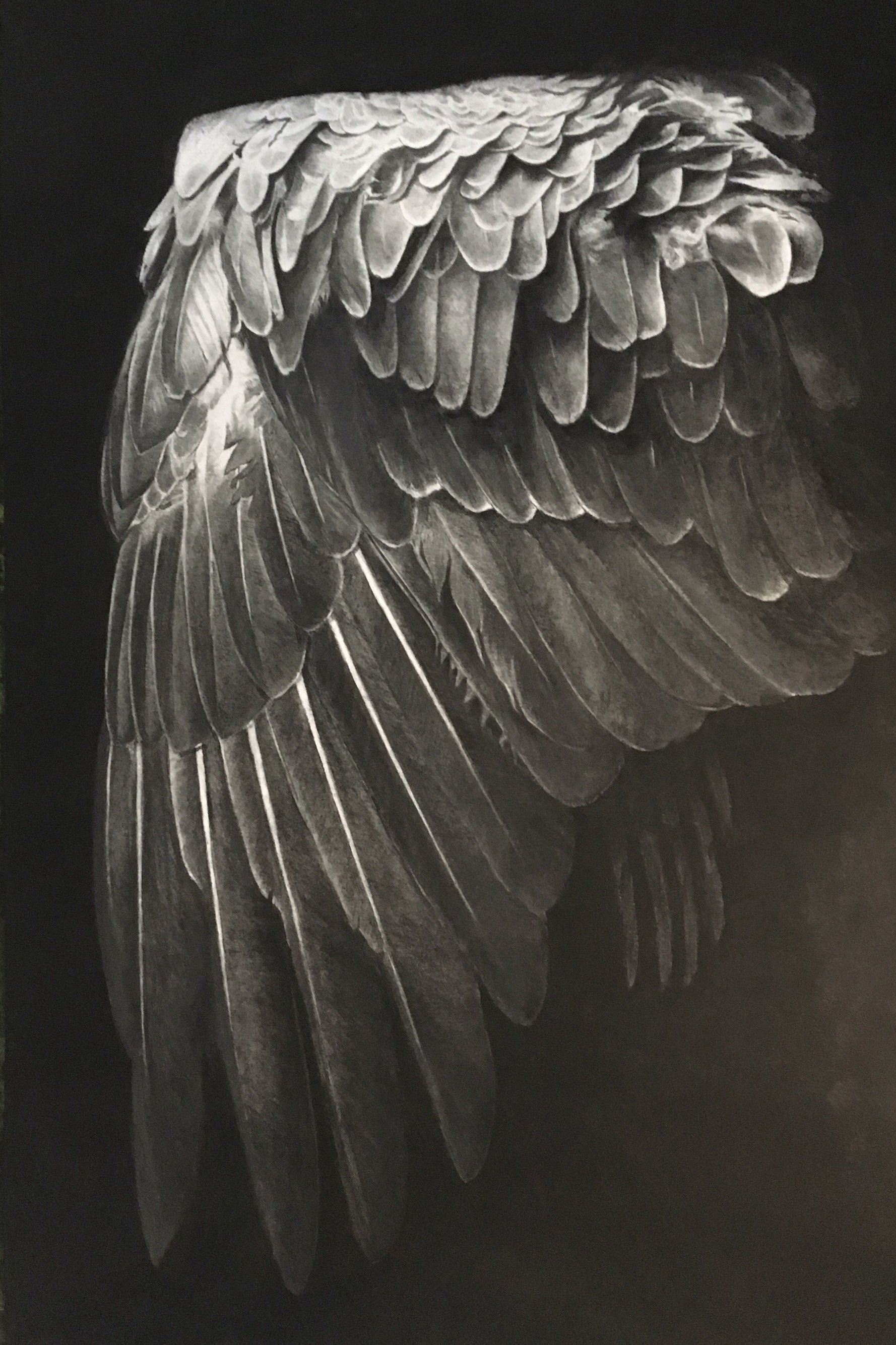 Original Pencil Art Detailed Wing Blackbird Black and White - Etsy Canada
