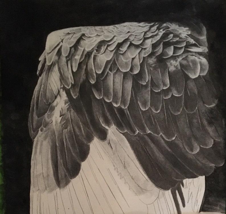 Original Pencil Art Detailed Wing Blackbird Black and White - Etsy Canada