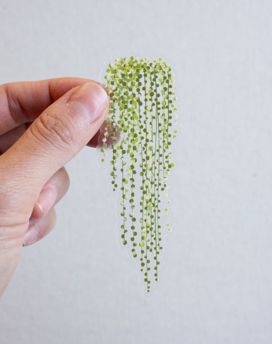 NEW! Clear String of Pearls Variegated Plant Sticker, Plant Mom ...