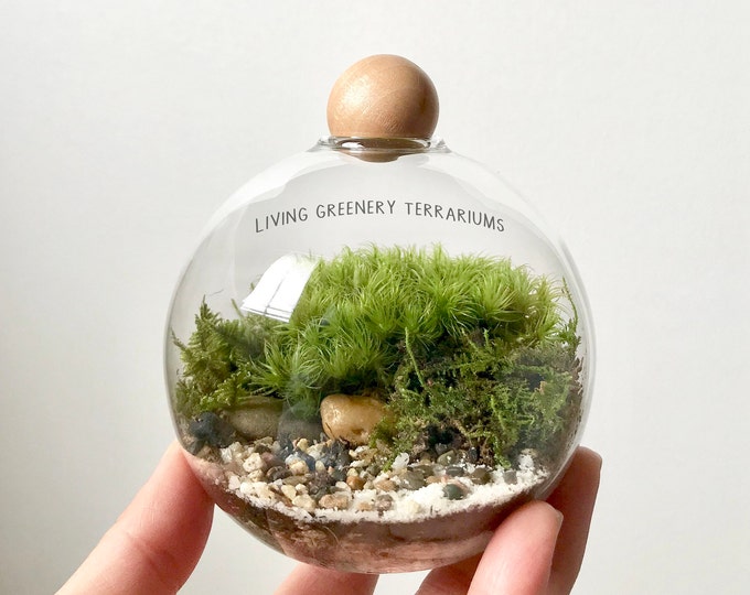 Mini Terrarium With Live Moss in Bubble Glass Vase || Mini Garden With ...