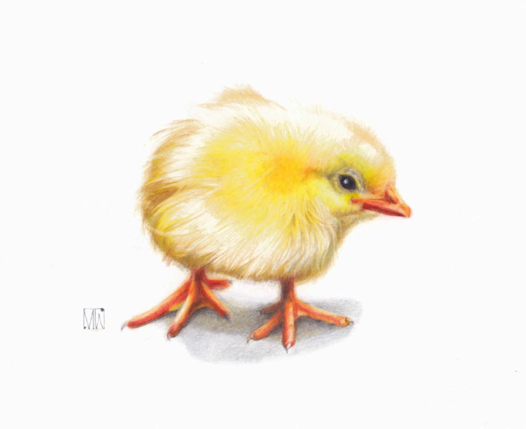 Original Coloured Pencil Drawing - Chick by Micaela Walker - Etsy