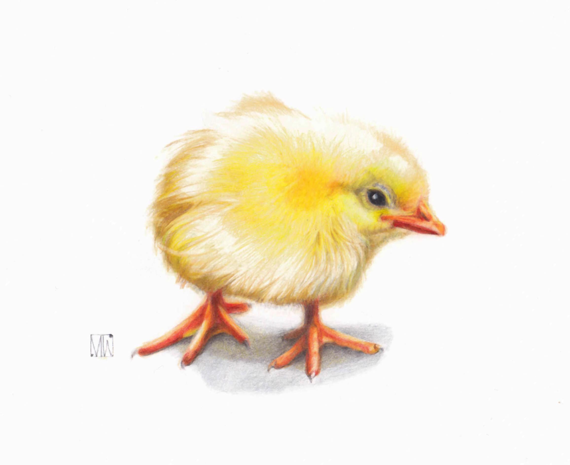 Original Coloured Pencil Drawing Chick by Micaela Walker - Etsy New Zealand