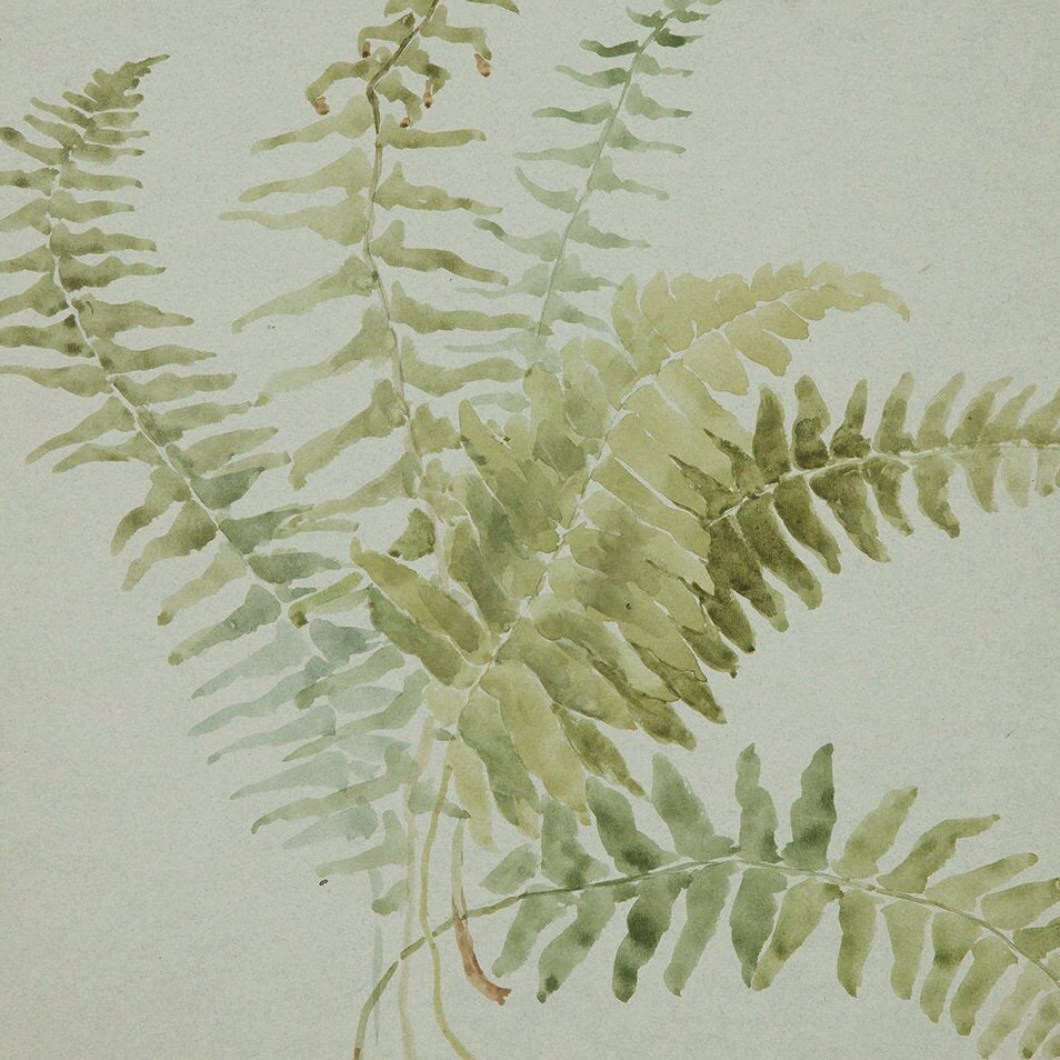 Watercolor Fern Painting Study of a Fern PRINTABLE wall art | Etsy