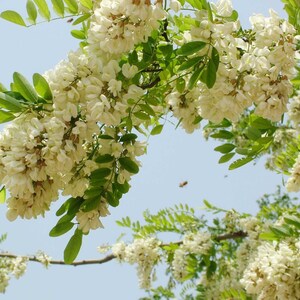 Pagoda Tree Sophora Flower Sophora Flowers Tea Sophora Japonica Pagoda ...