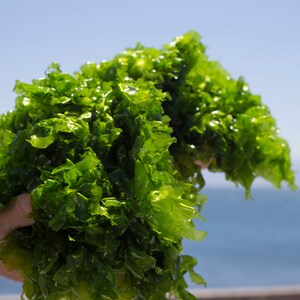 Organic Dried Sea Lettuce Sea Lettuce Ulva Lactuca Seaweed Lettuce Sea ...