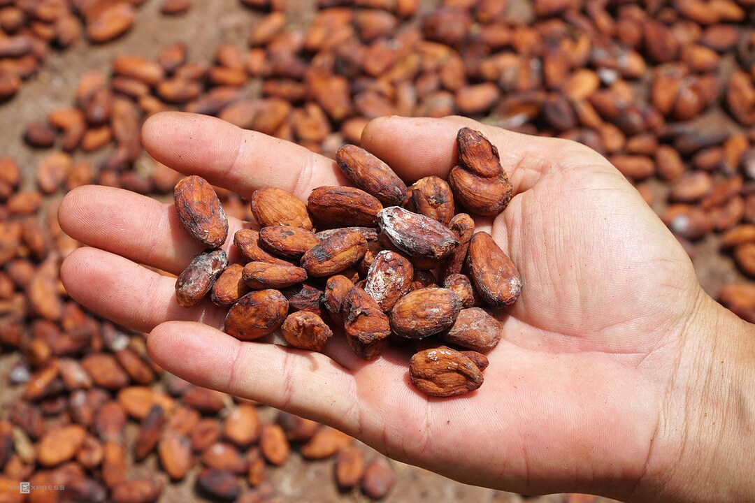 Raw Organic Vietnam Cacao Top Grade of Cacao - Etsy