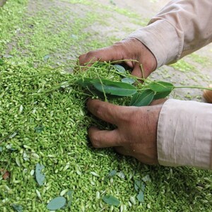 Pagoda Tree Sophora Flower Sophora Flowers Tea Sophora Japonica Pagoda ...