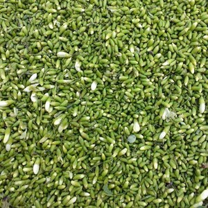 Pagoda Tree Sophora Flower Sophora Flowers Tea Sophora Japonica Pagoda ...