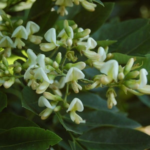 Pagoda Tree Sophora Flower Sophora Flowers Tea Sophora Japonica Pagoda ...