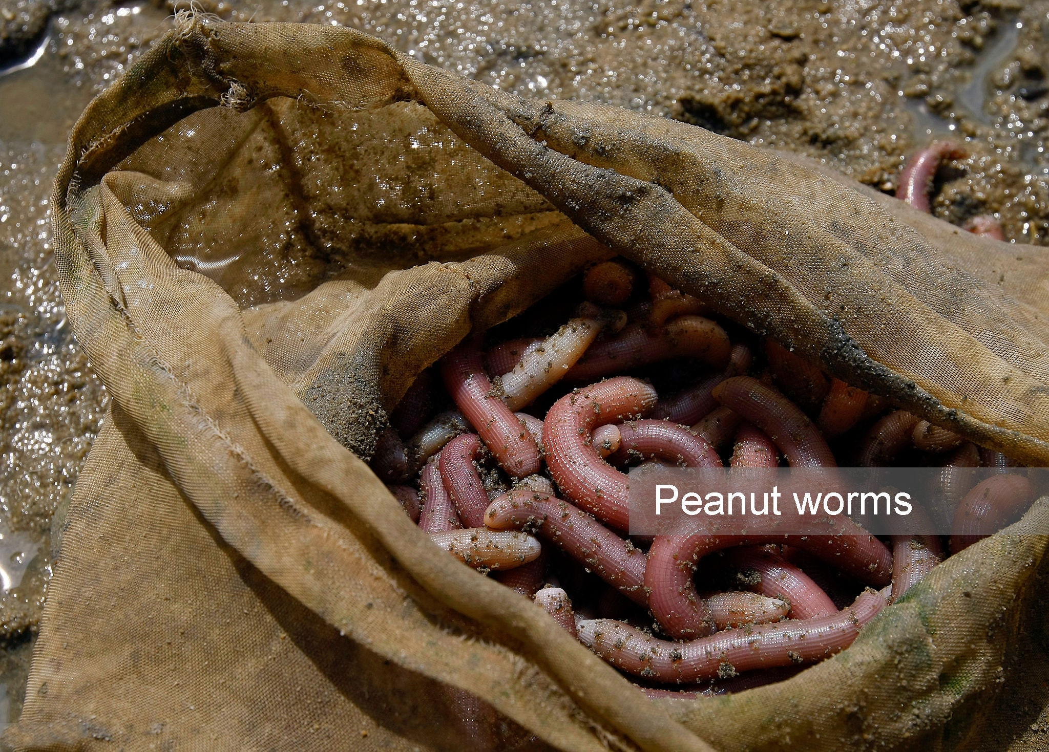 Peanut Worms