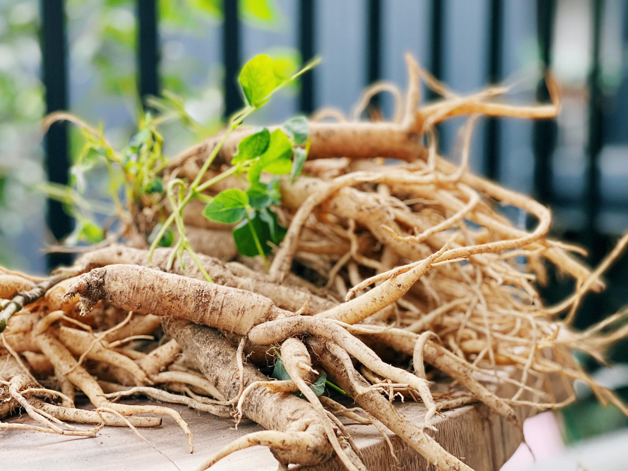 Ginseng Plant Root