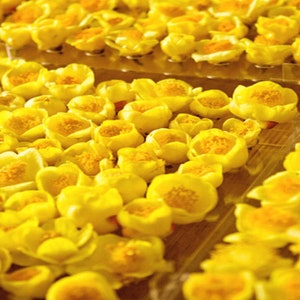 100 % Natural Golden Flower Tea Golden Camellia Camellia Nitidissima ...