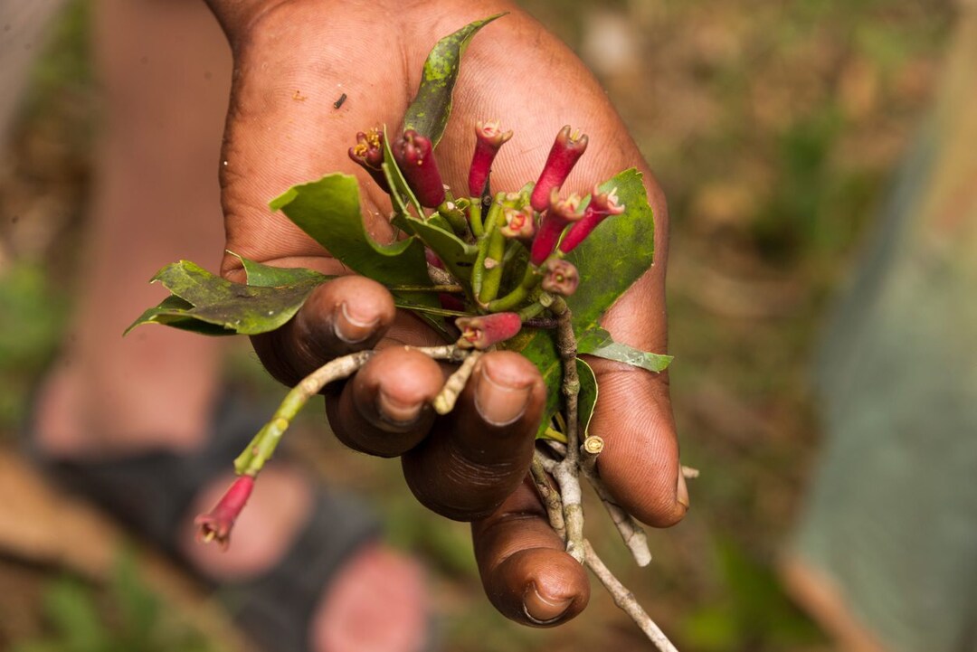 Wild Organic Cloves Natural Wild Cloves From Northen Vietnam - Etsy