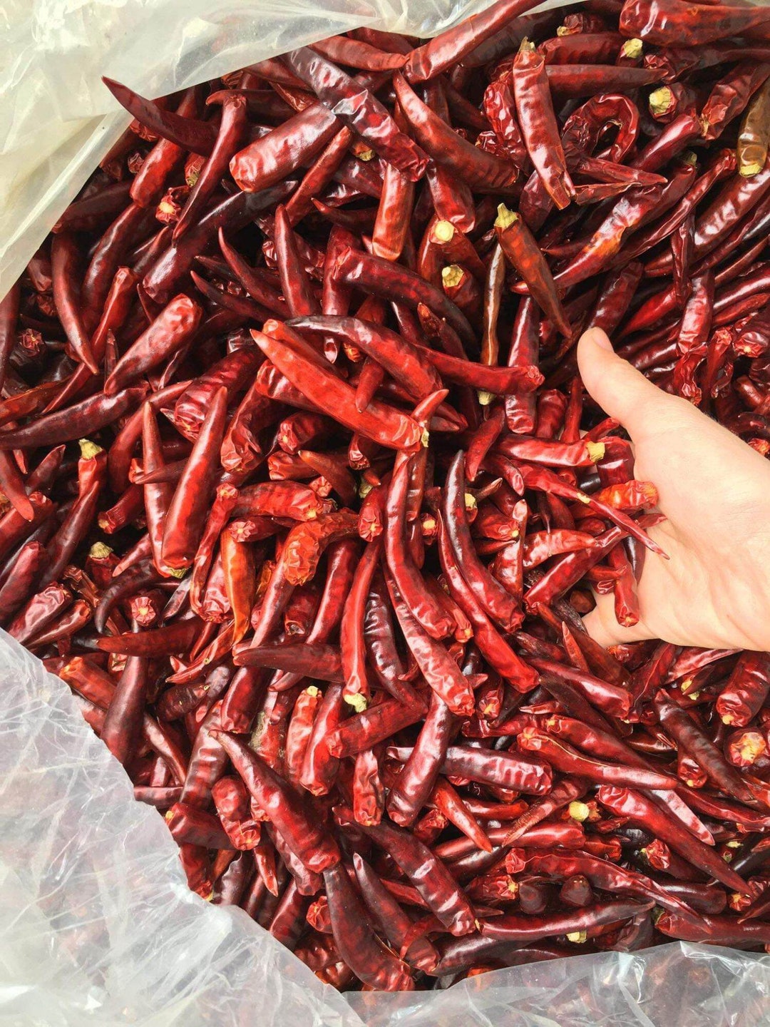 Red Chillies Dried Hot Dried Chillies Cooking Spices Harvesting at the ...