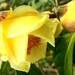 100 % Natural Golden Flower Tea Golden Camellia Camellia Nitidissima ...
