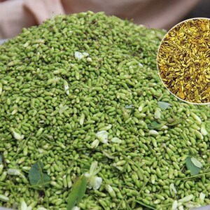 Pagoda Tree Sophora Flower Sophora Flowers Tea Sophora Japonica Pagoda ...