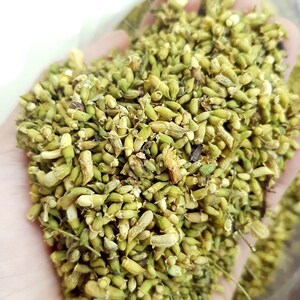 Pagoda Tree Sophora Flower Sophora Flowers Tea Sophora Japonica Pagoda ...