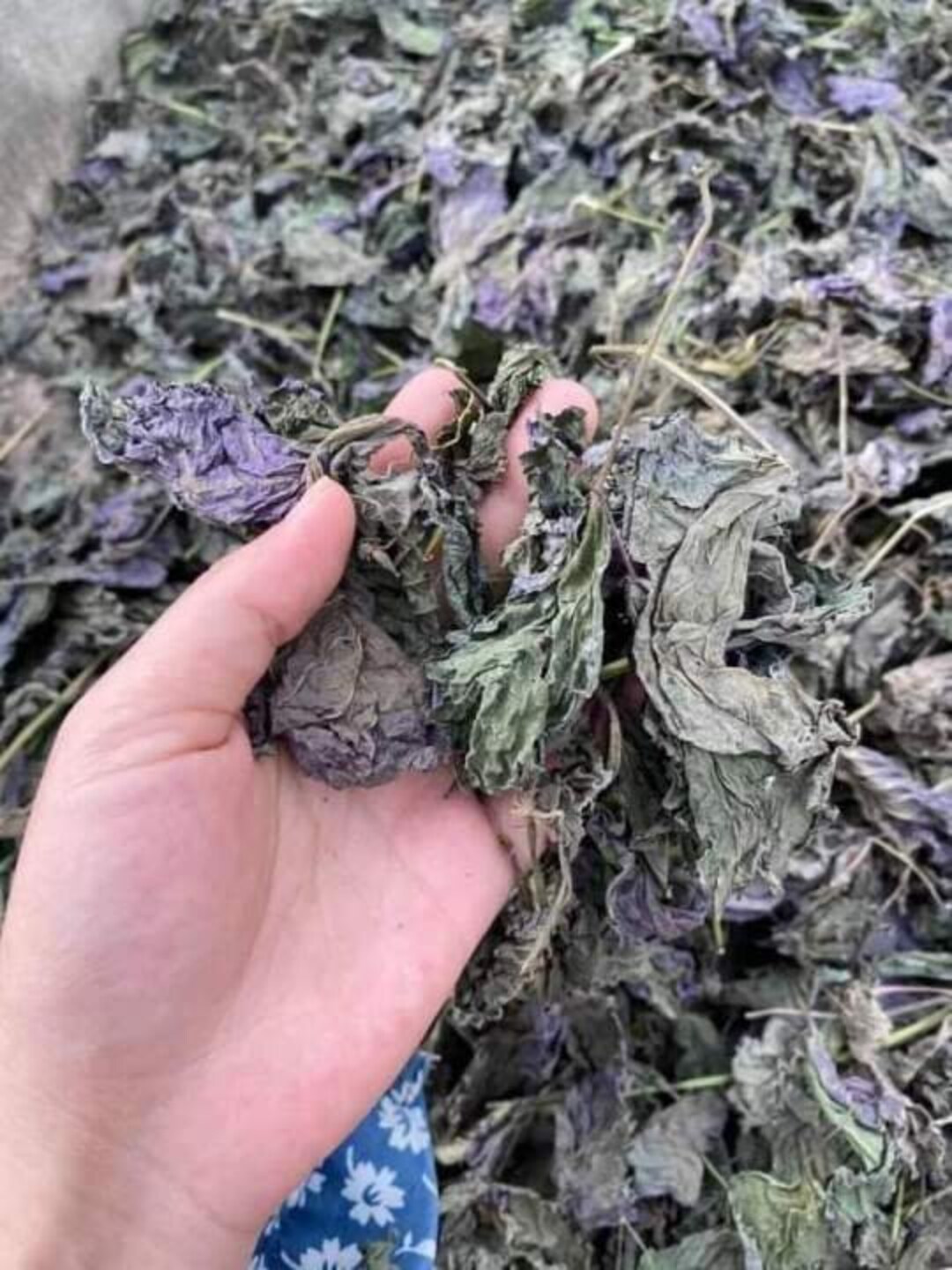 Dried Perilla Leaf Perilla Leaf Tea Perillae Folium Dried Dried Perilla ...