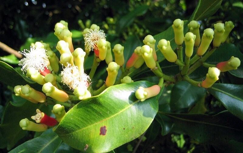 Wild Organic Cloves Natural Wild Cloves From Northen Vietnam - Etsy