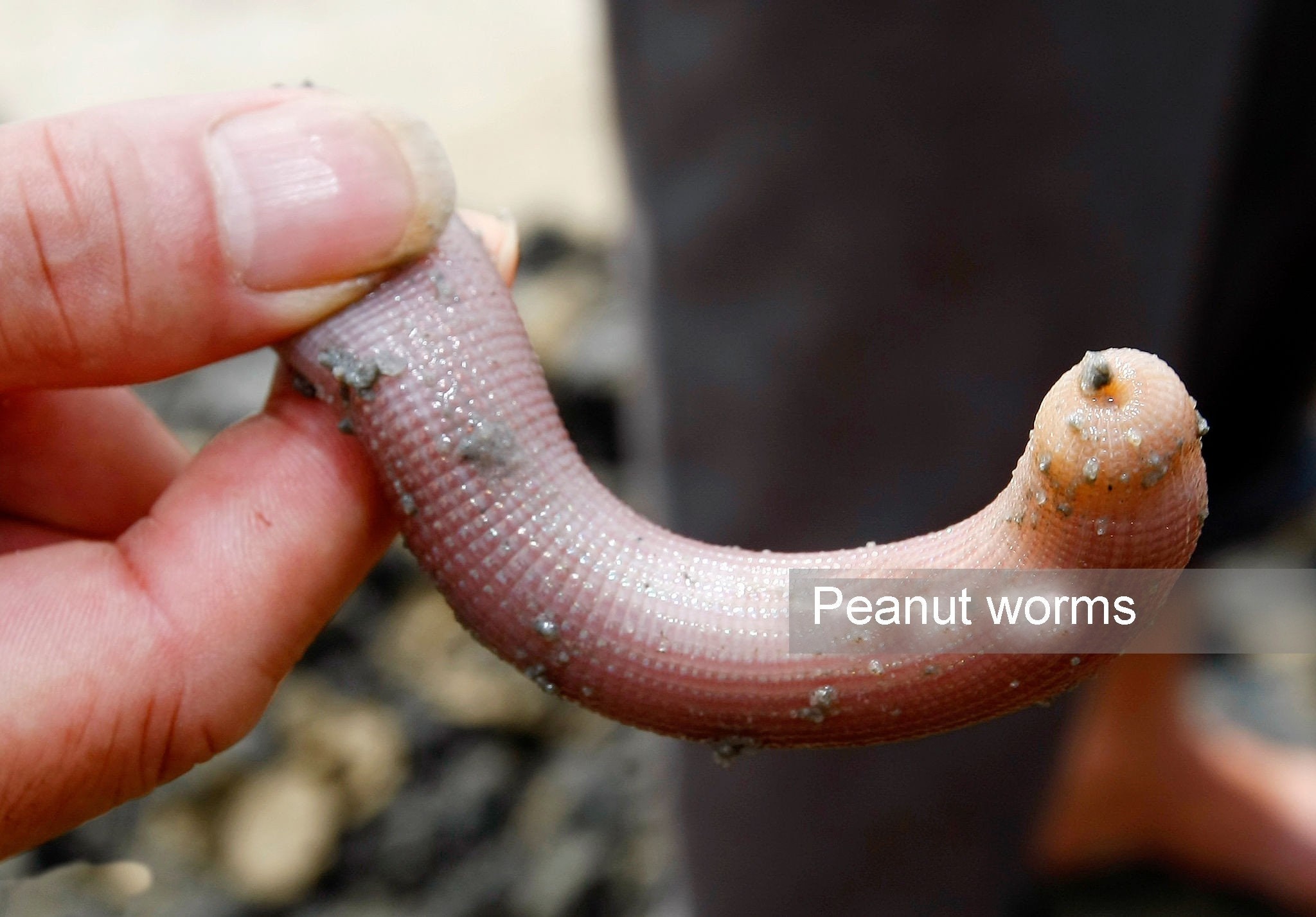 Peanut Worm