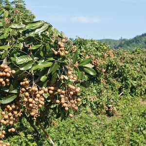 Organic High Grade Dried Longan Fruit Dehydrated Seedless Longan Hung ...