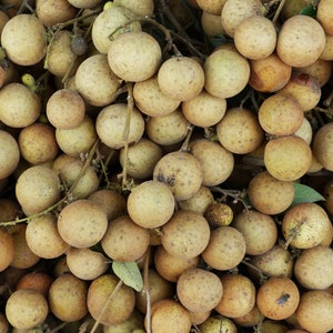 Organic High Grade Dried Longan Fruit Dehydrated Seedless Longan Hung ...