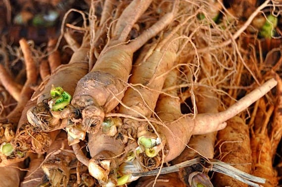 Dong Quai Root