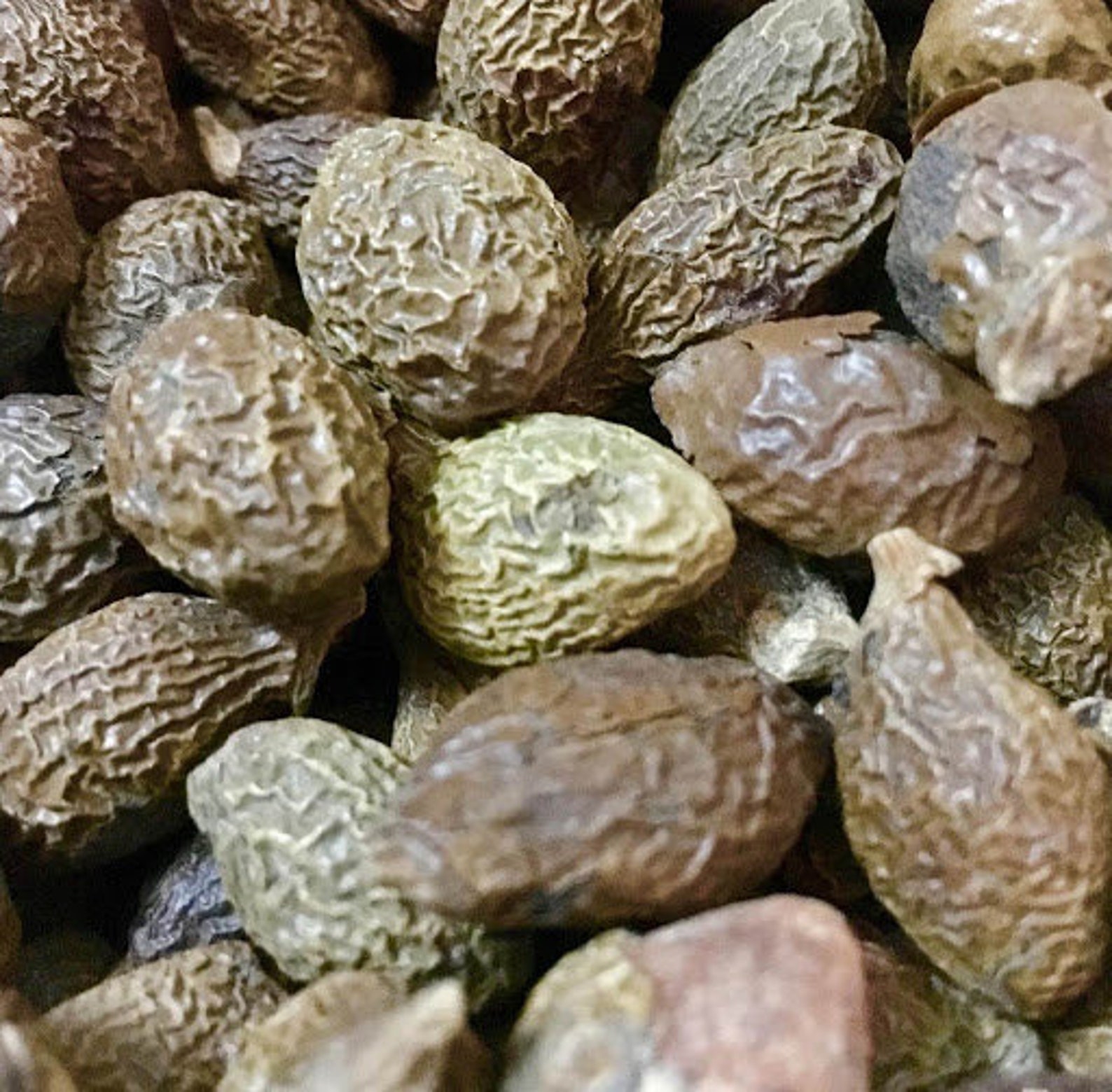 Premium Malva Nut Dried Sterculia Lychnophora Dried | Etsy