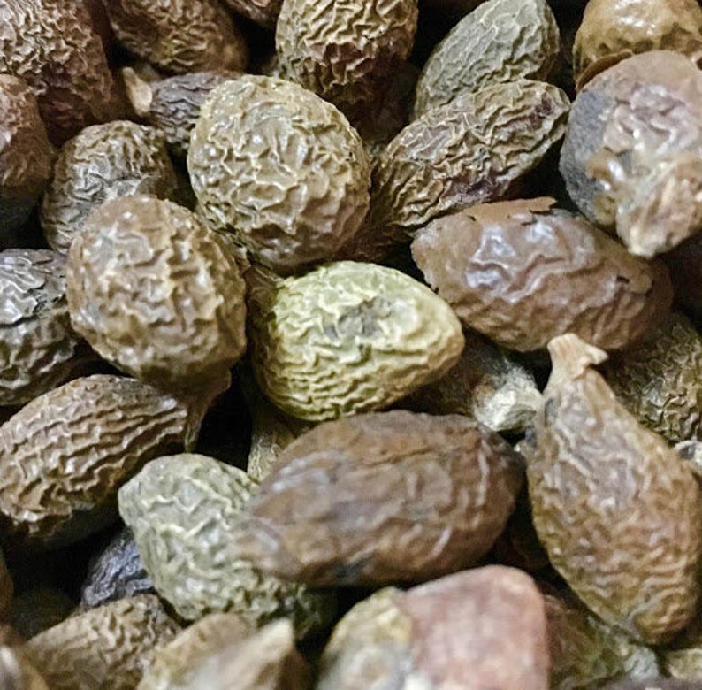 Premium Malva Nut Dried Sterculia Lychnophora Dried - Etsy