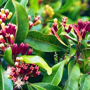 Wild Organic Cloves Natural Wild Cloves From Northen Vietnam - Etsy