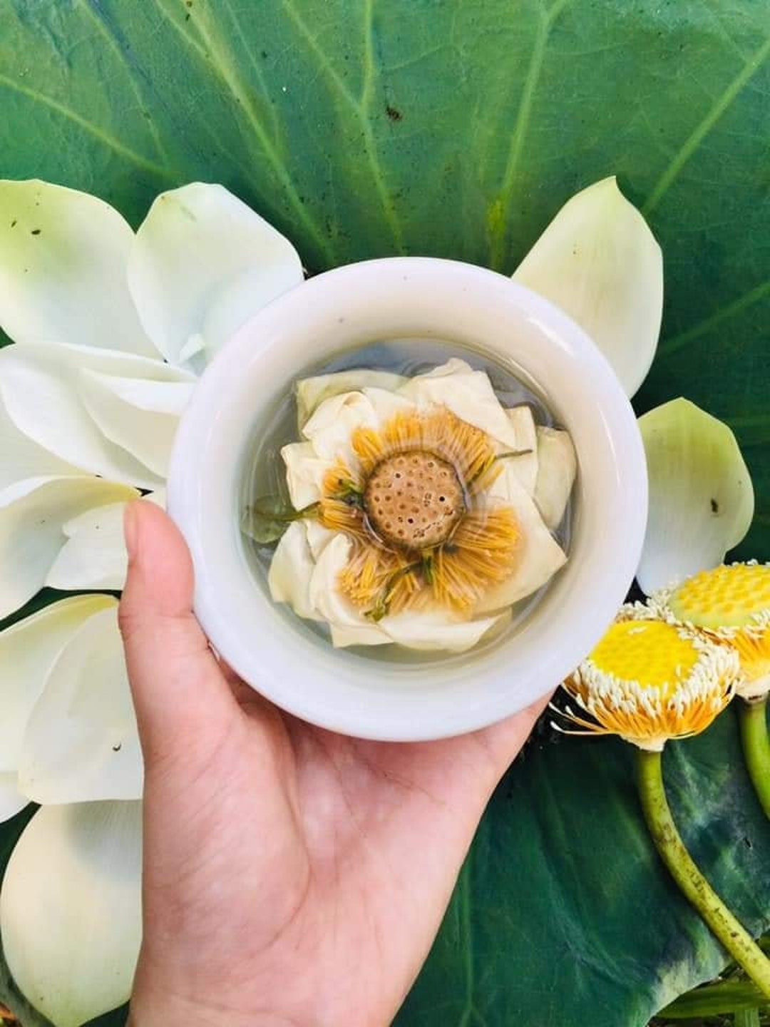 PREMIUM Dry Lotus Tea Organic Fresh Lotus Tea Zen Tea - Etsy