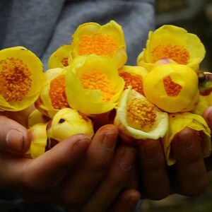 100 % Natural Golden Flower Tea Golden Camellia Camellia Nitidissima ...