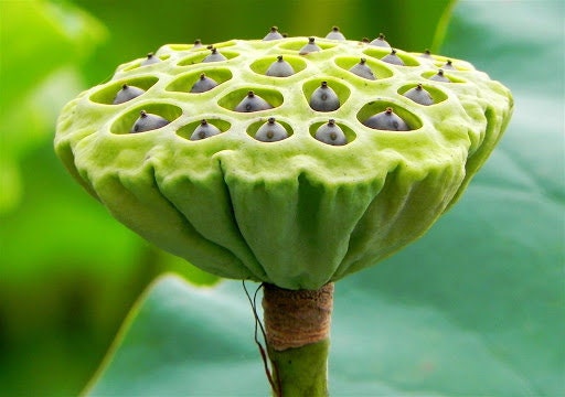 Organic Dried Bailian Premium Dried Bailian Organic Vietnam - Etsy