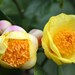 100 % Natural Golden Flower Tea Golden Camellia Camellia Nitidissima ...