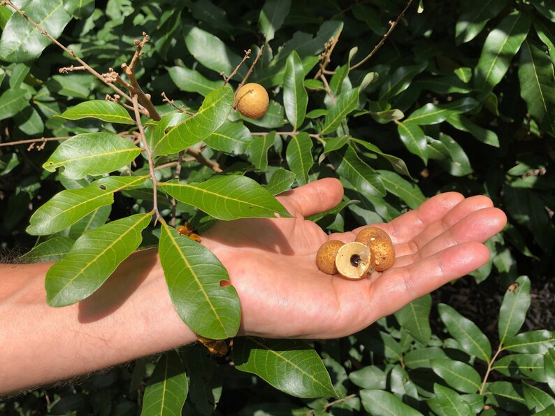 Organic High Grade Dried Longan Fruit Dehydrated Seedless | Etsy