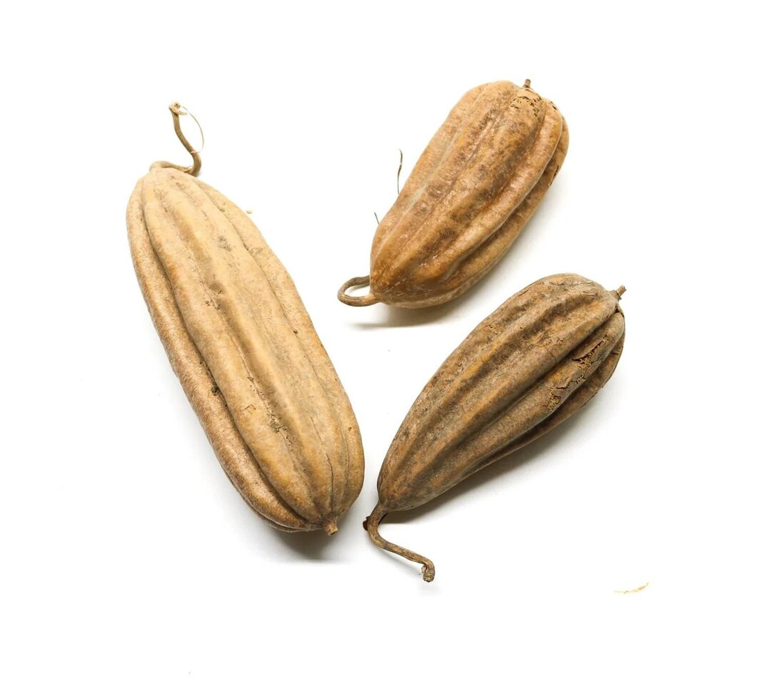 Jungle Pod - Large - Etsy