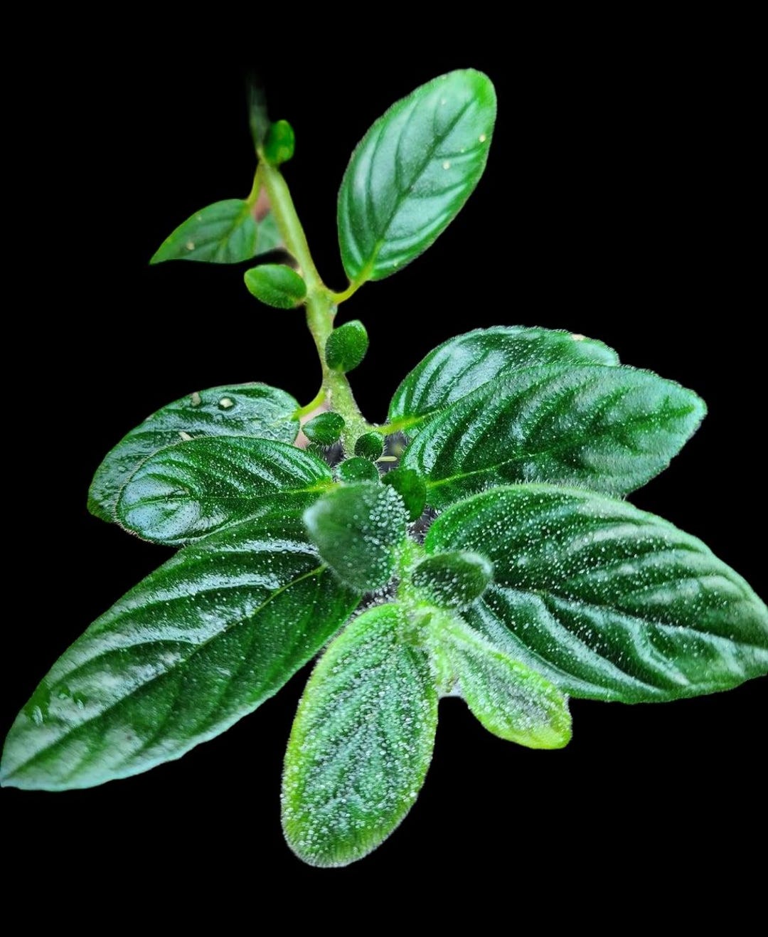 Columnea Orientandia “mindo Ecuador” (tip Cutting) RARE Vivarium Vine ...
