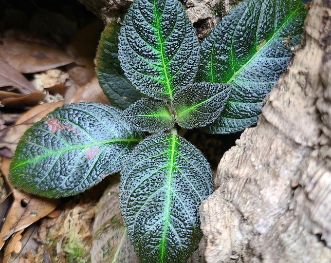 Pearcea Sp. Black Panama - Terrarium Tip Cutting - Etsy